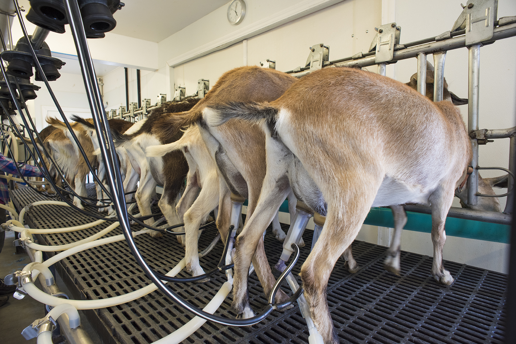 Let’s learn about goats! | Finding Quiet Farm