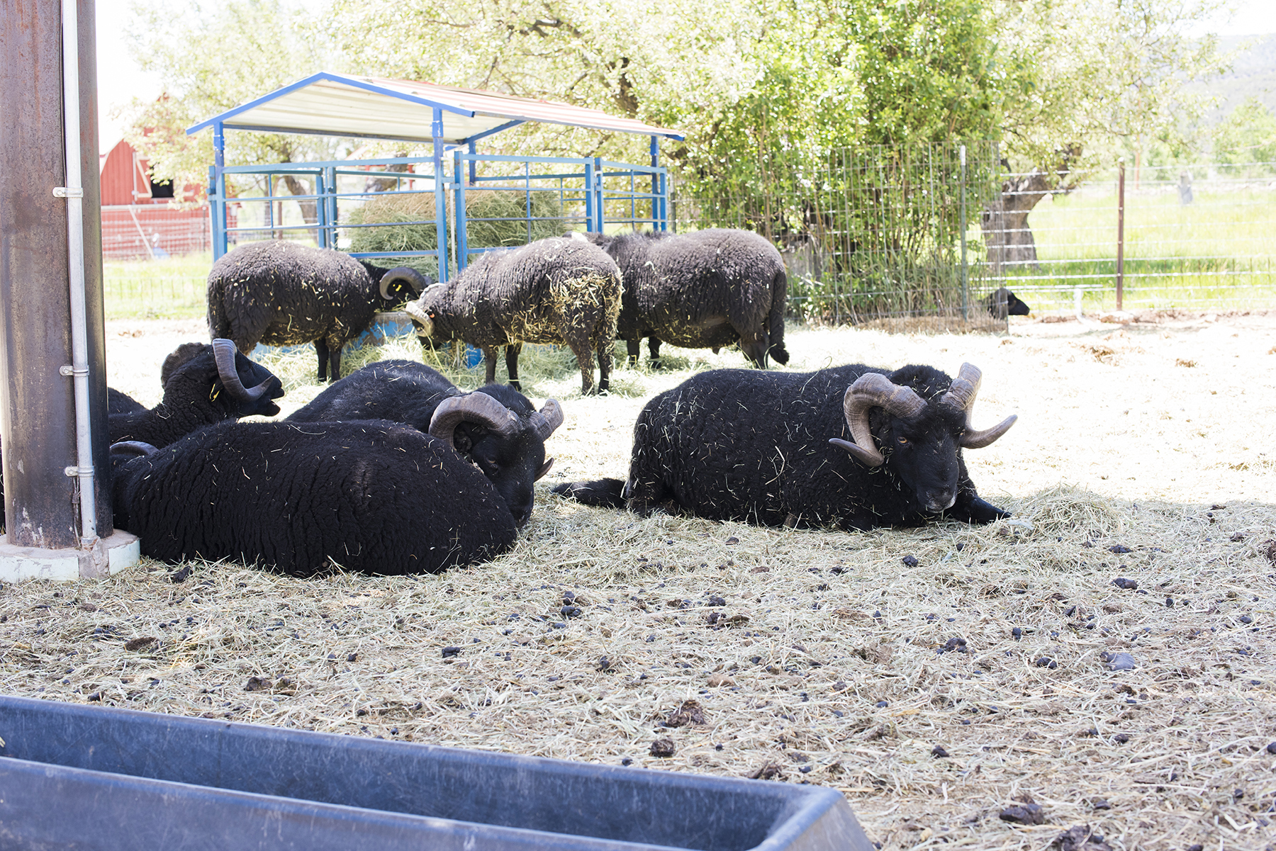 The Farm Series: Desert Weyr | Finding Quiet Farm