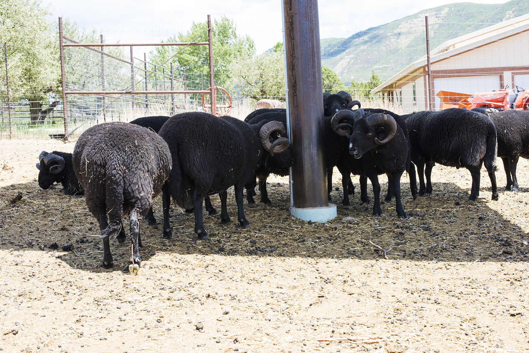 The Farm Series: Desert Weyr | Finding Quiet Farm