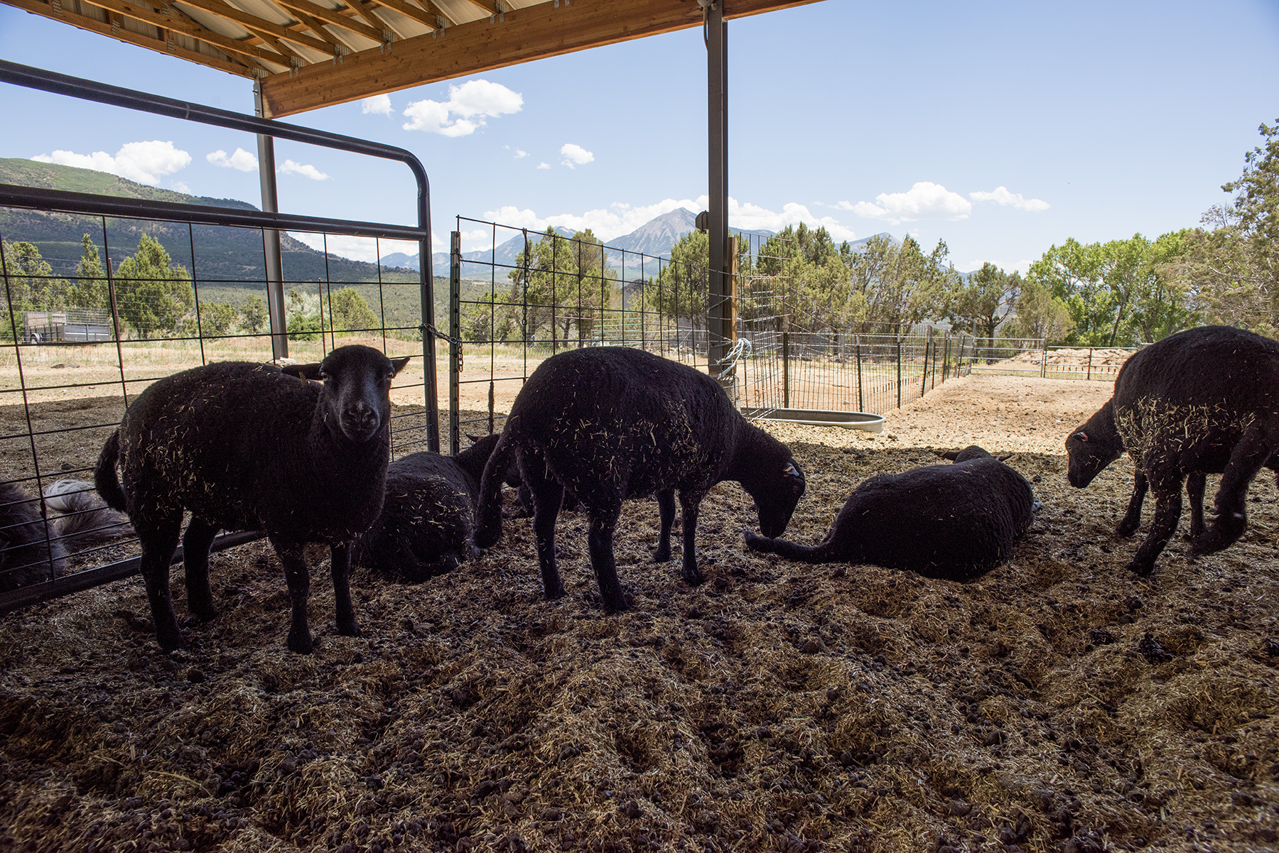 The Farm Series: Desert Weyr | Finding Quiet Farm