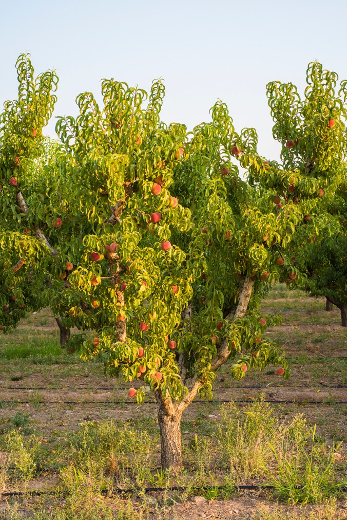 The Farm Series: Fritchman Orchards | Finding Quiet Farm