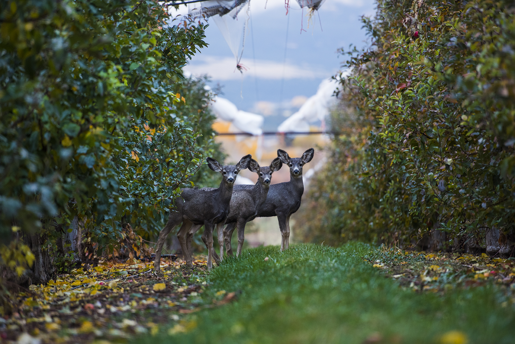 A helpful guide to Quiet Farm wildlife | Finding Quiet Farm