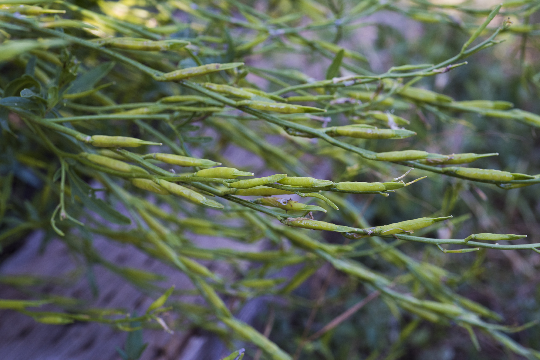 Save our seeds | Finding Quiet Farm