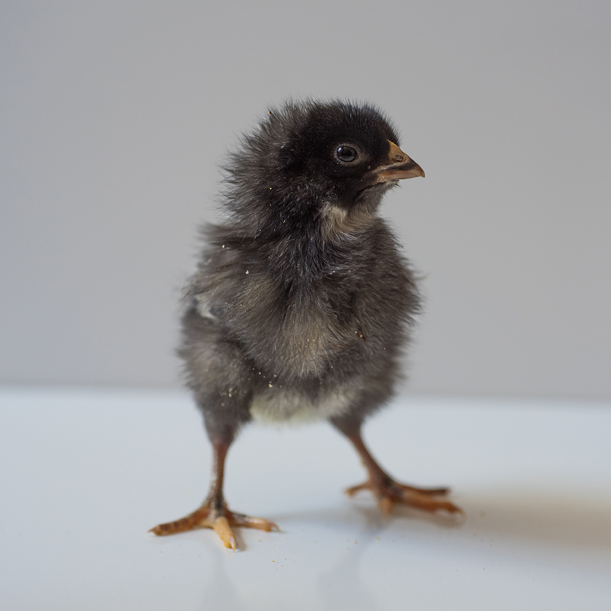 Chick lit | Finding Quiet Farm