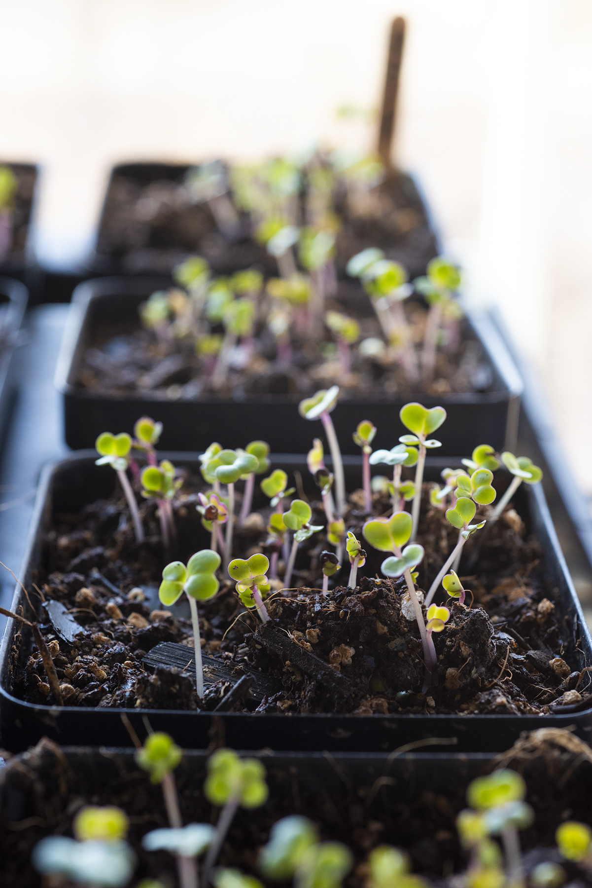 Finding Quiet Farm | Living Lightly Upon the Land