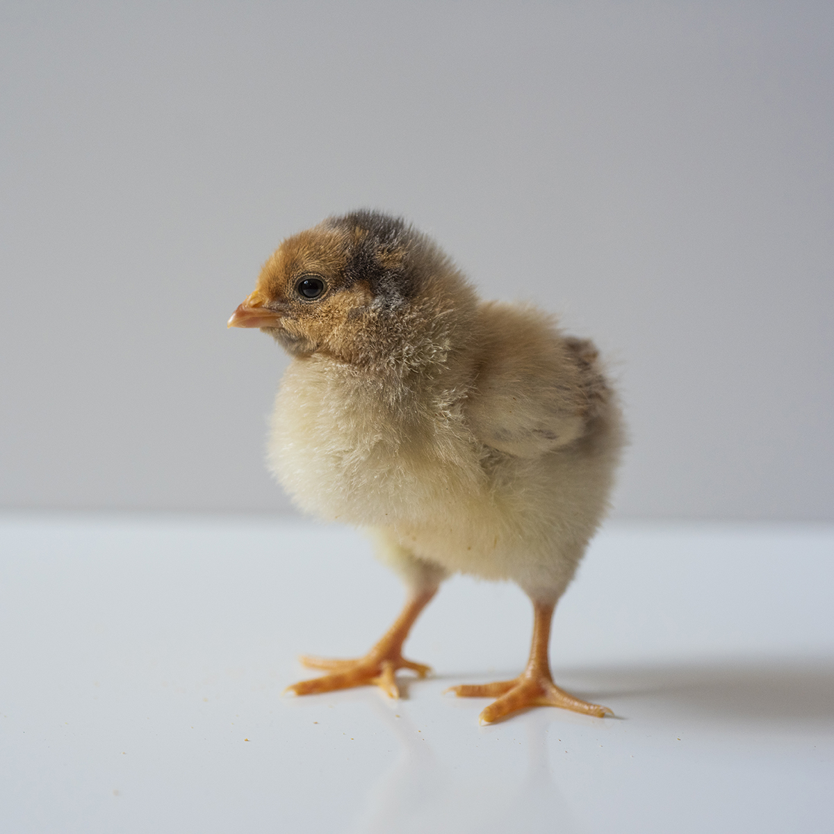 Chick lit | Finding Quiet Farm