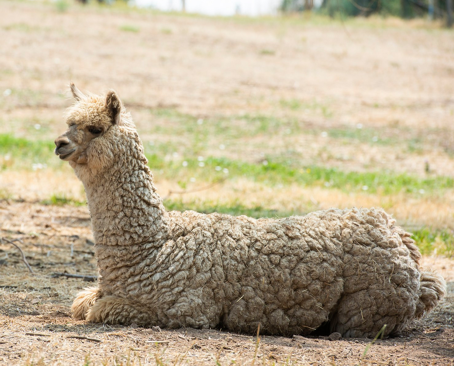 Let’s learn about alpacas and llamas! | Finding Quiet Farm