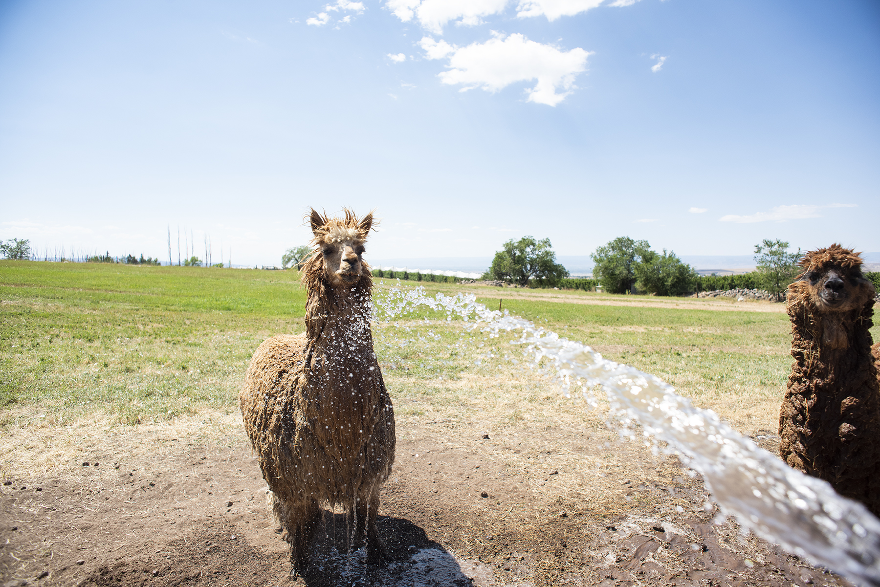 Let’s learn about alpacas and llamas! | Finding Quiet Farm