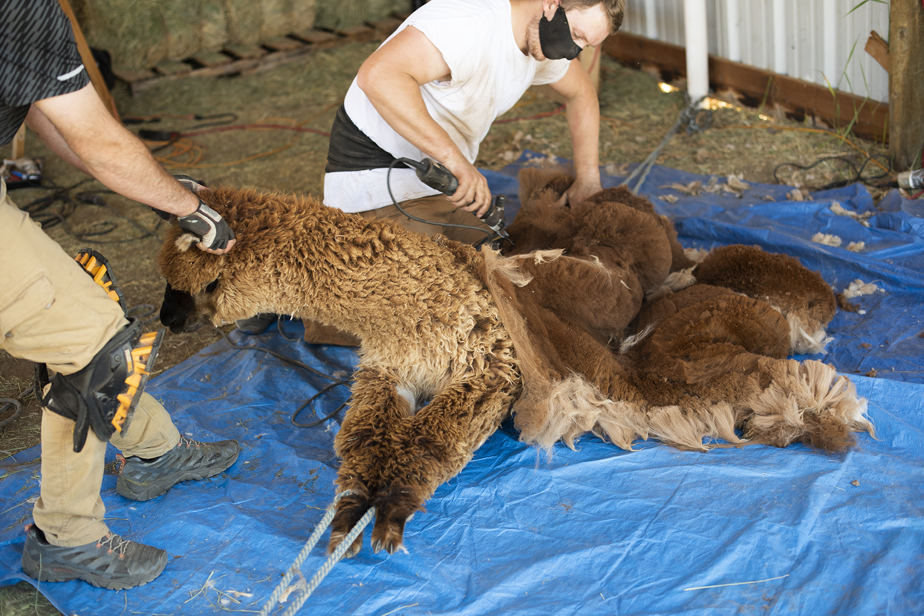Shearing day | Finding Quiet Farm