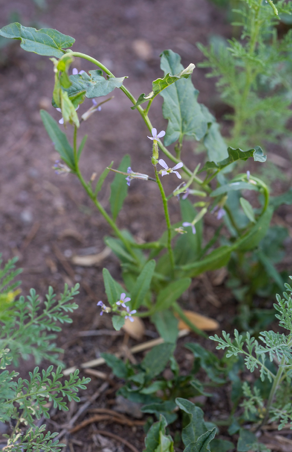 A word on weeds | Finding Quiet Farm