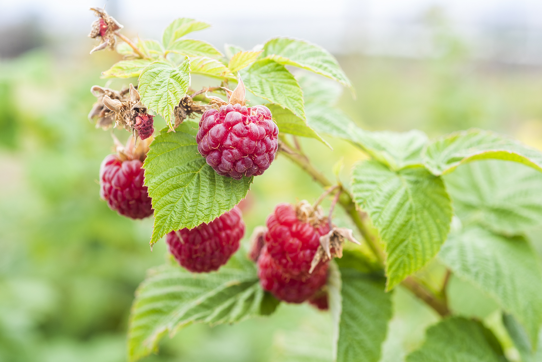 The season in review | Finding Quiet Farm