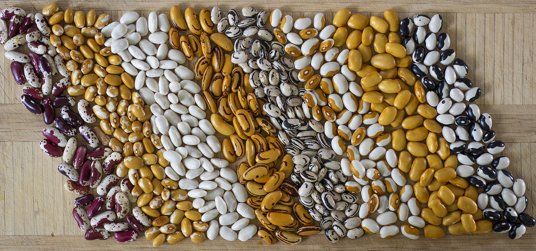 The bean harvest | Finding Quiet Farm