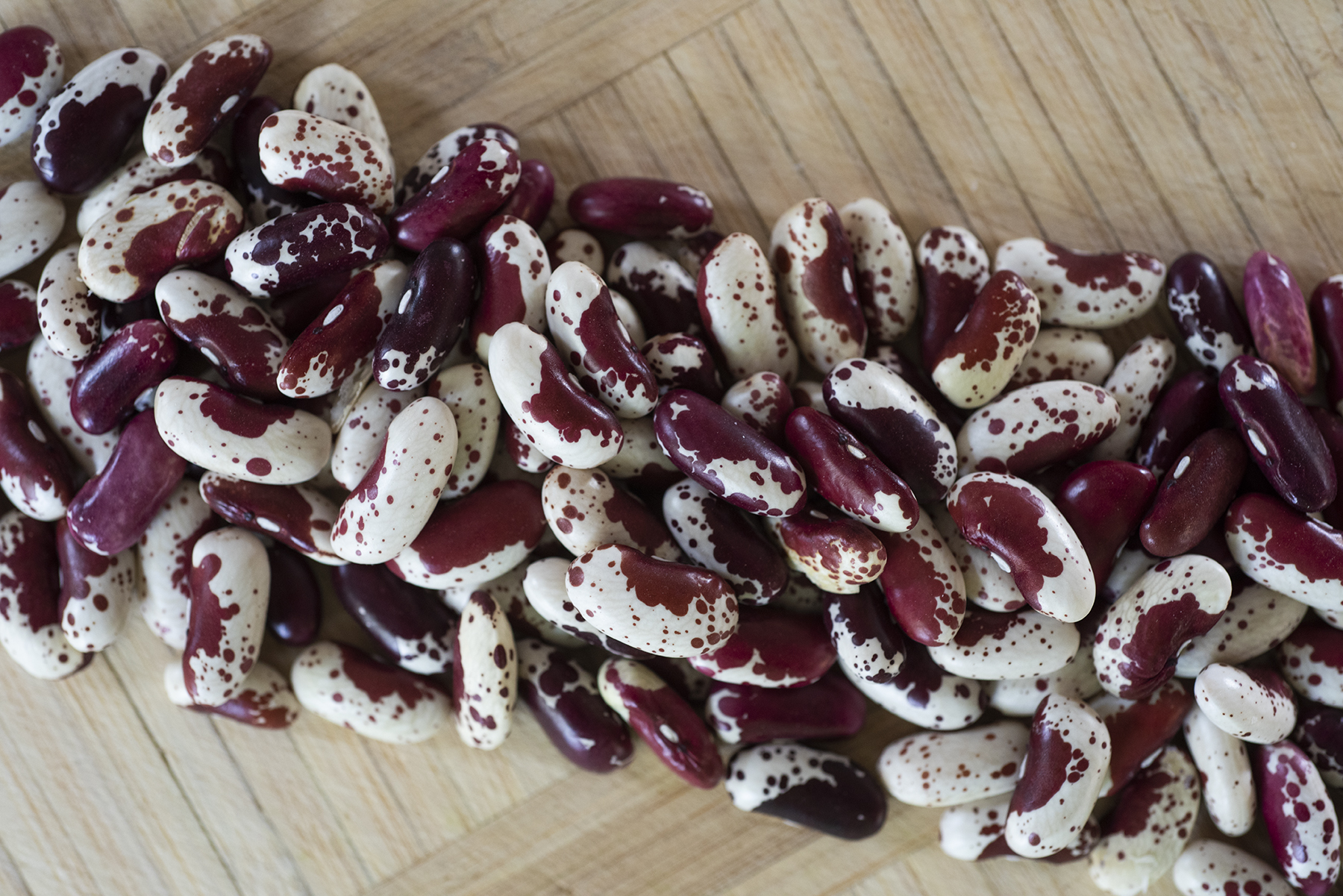 The bean harvest | Finding Quiet Farm