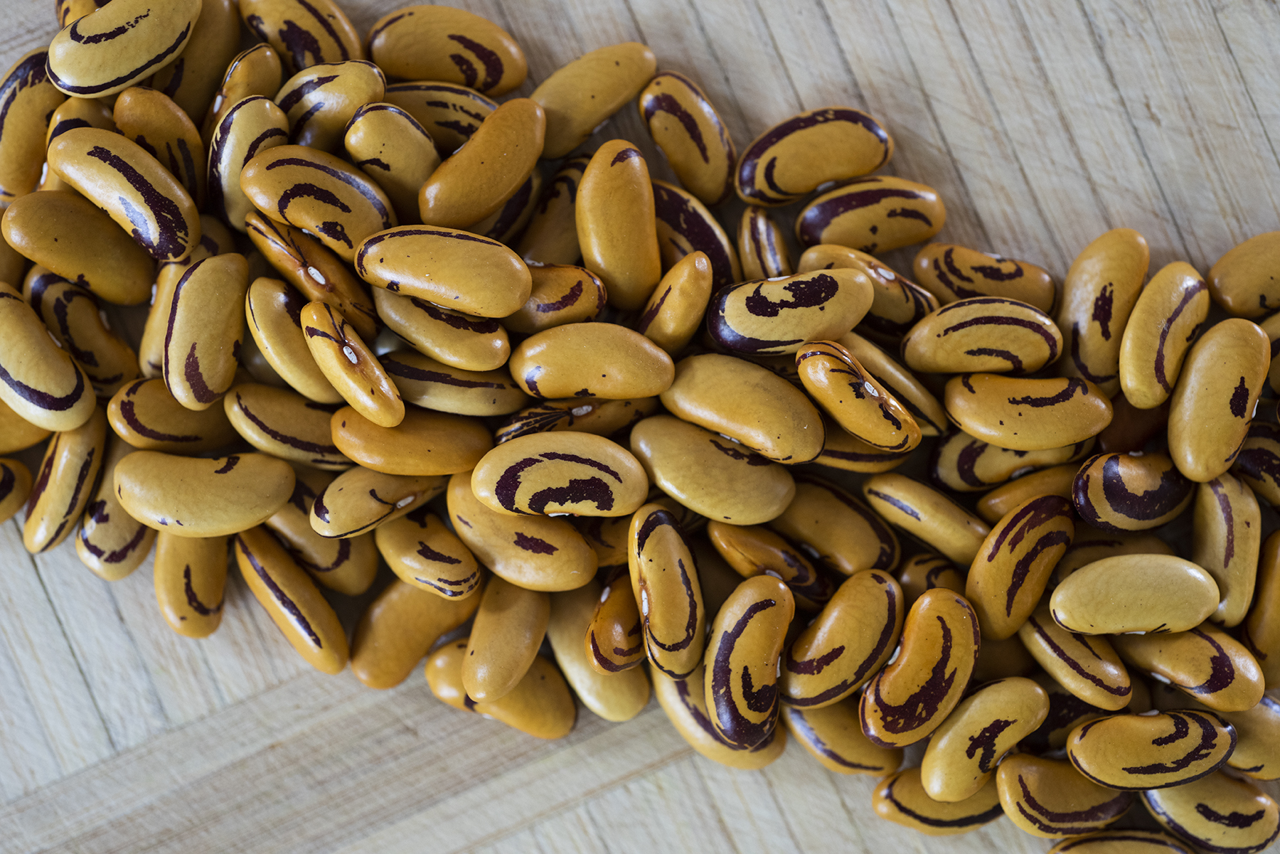 The bean harvest | Finding Quiet Farm