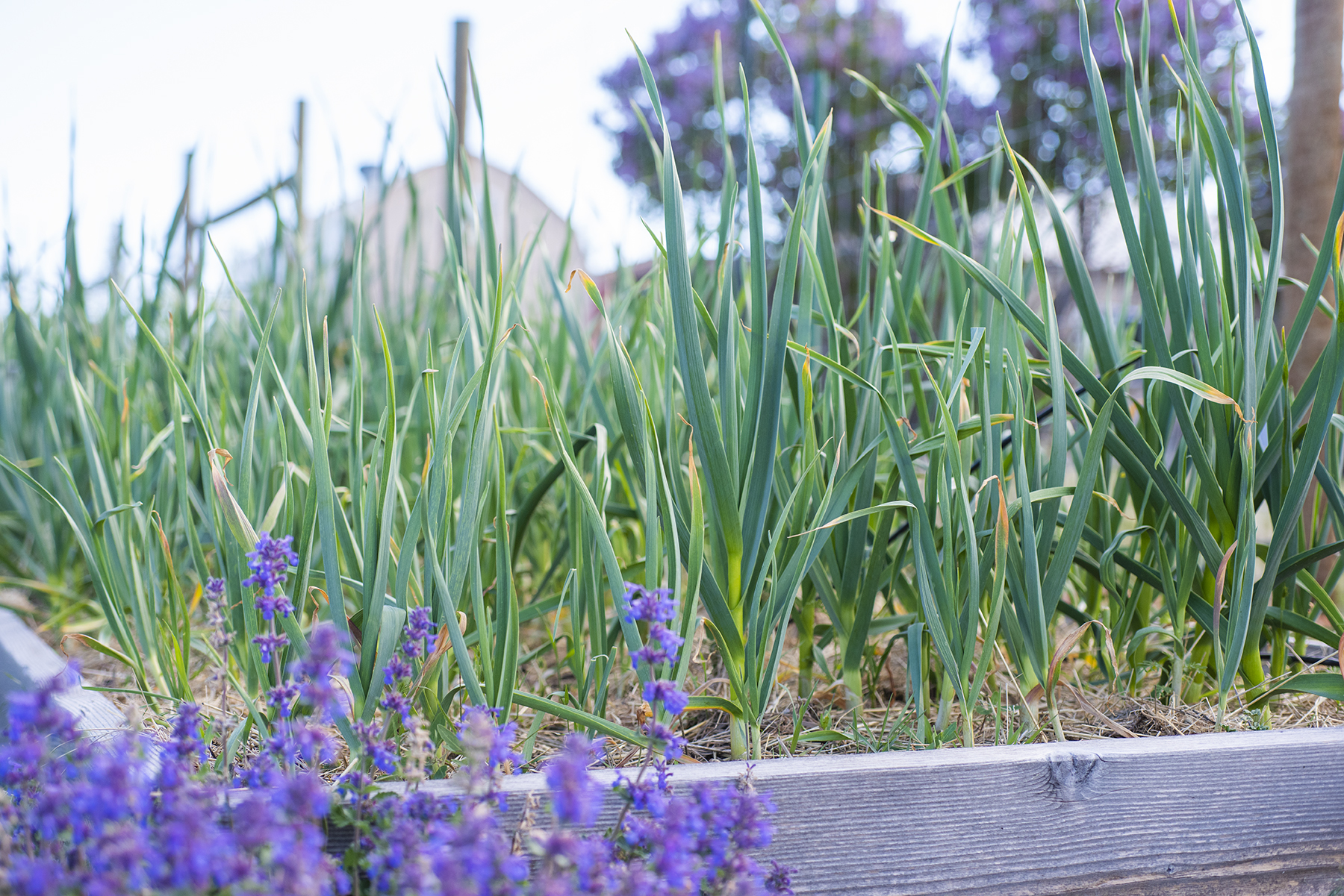 Finding Quiet Farm | Living Lightly Upon the Land