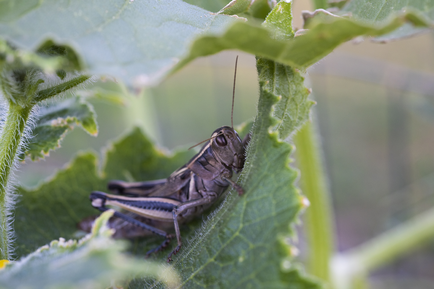 Finding Quiet Farm | Living Lightly Upon the Land