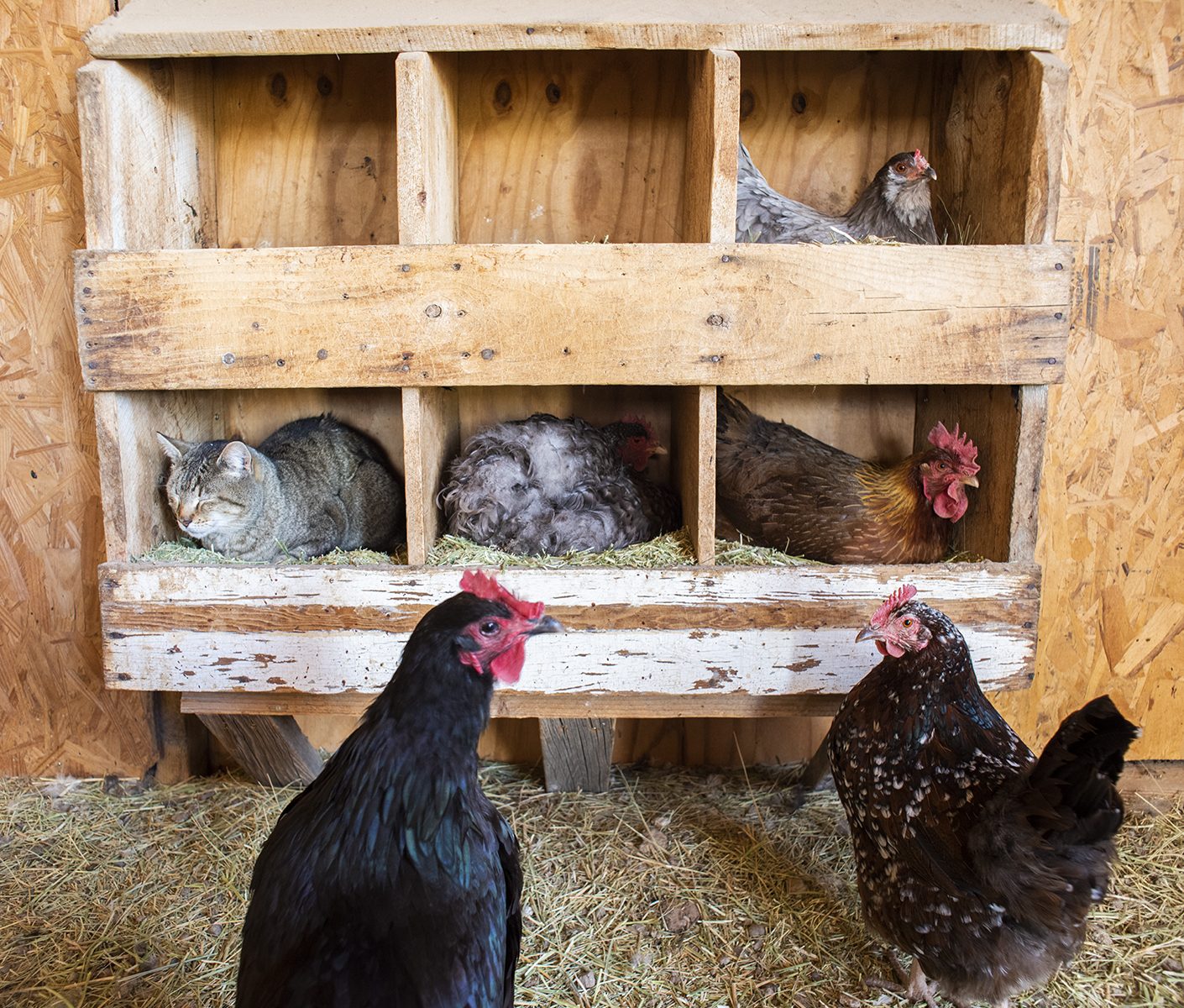 Finding Quiet Farm | Living Lightly Upon the Land